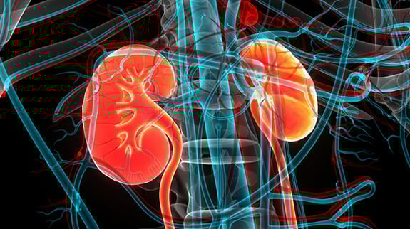 Renal Function, Albuminuria and Mortality